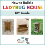 How to Build a Ladybug House - Only Passionate Curiosity