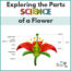 Exploring Flowers! Activities from Preschool to High School - Only ...
