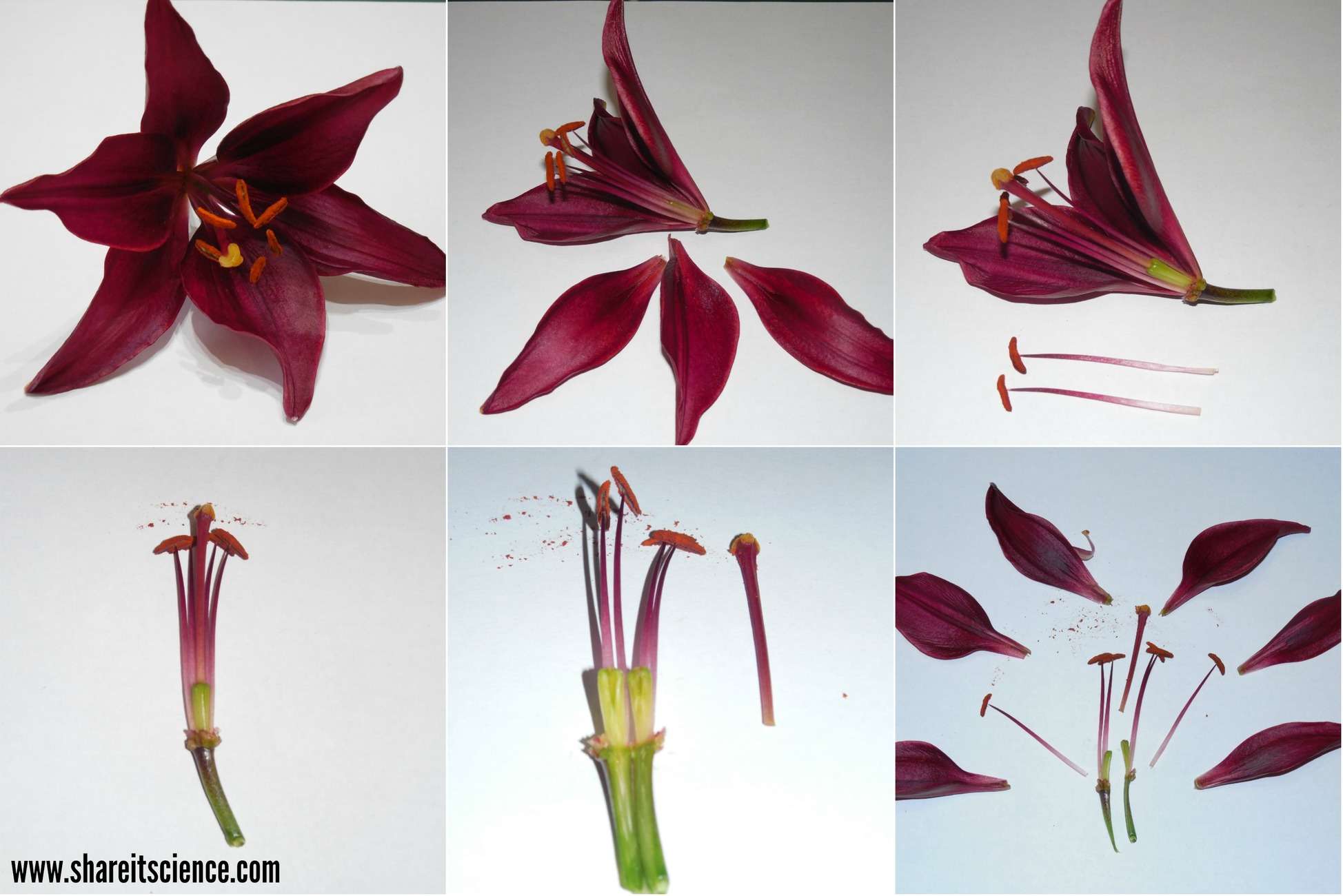 Exploring Flowers Activities From Preschool To High School Only Exploring Flowers Activities From Preschool To High School Only
