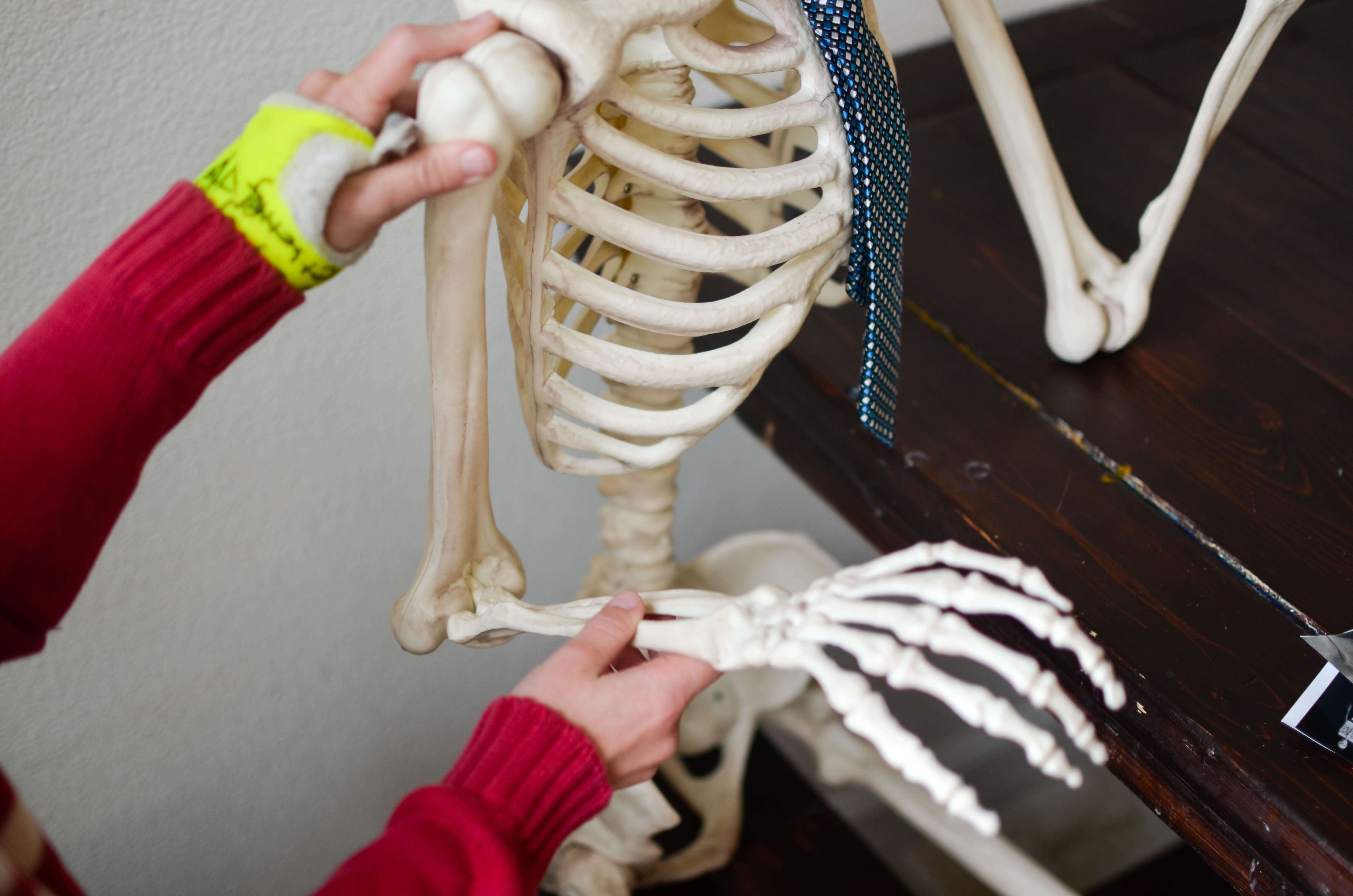 Learning about the Skeletal System - Only Passionate Curiosity
