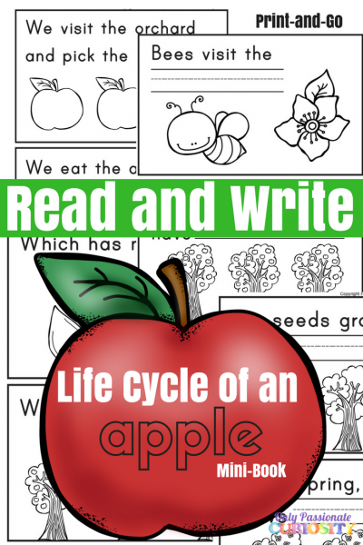 Apple Life Cycle Mini Book - Only Passionate Curiosity