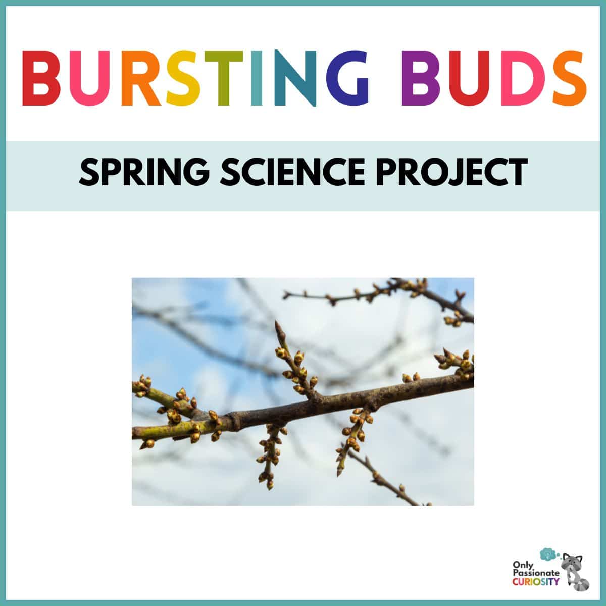 Bursting Buds Spring Science Project - Only Passionate Curiosity