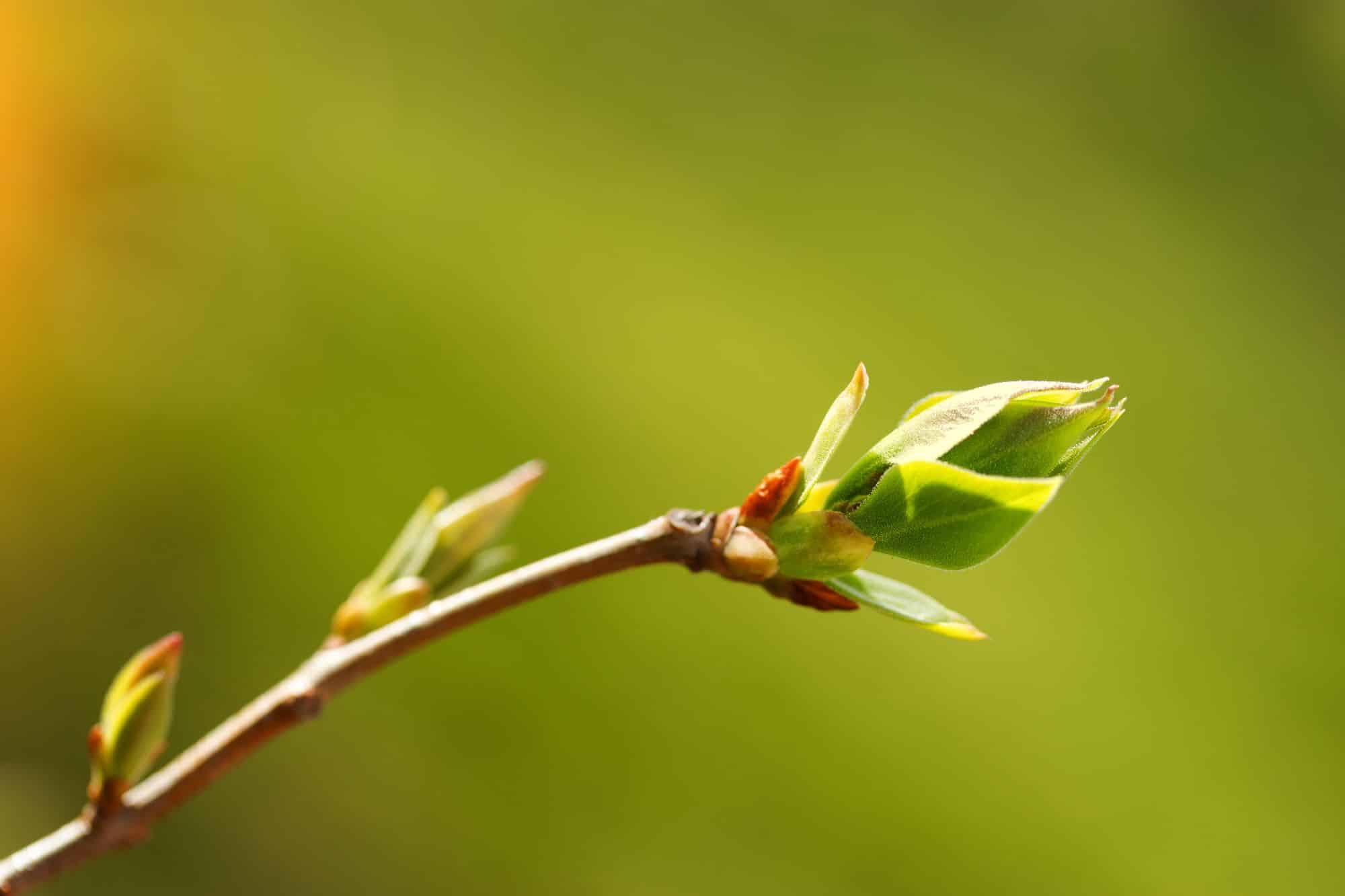 Bursting Buds Spring Science Project - Only Passionate Curiosity