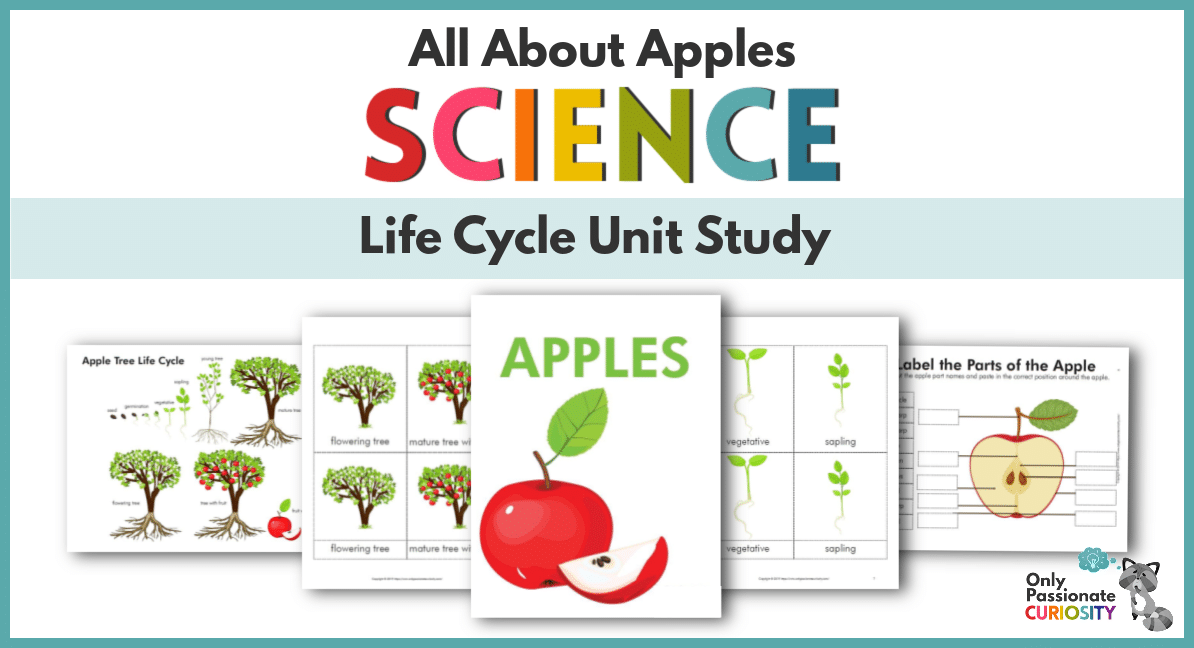 Life Cycle of An Apple - Only Passionate Curiosity