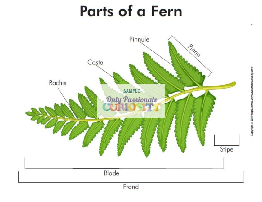 All About Ferns - Life Cycle Unit Study - Only Passionate Curiosity