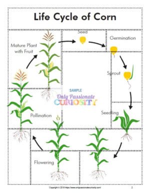 All About Corn: Life Cycle Unit Study - Only Passionate Curiosity