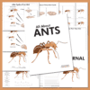 Life Cycle of an Ant Unit Study - Only Passionate Curiosity