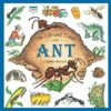 Life Cycle of an Ant Unit Study - Only Passionate Curiosity
