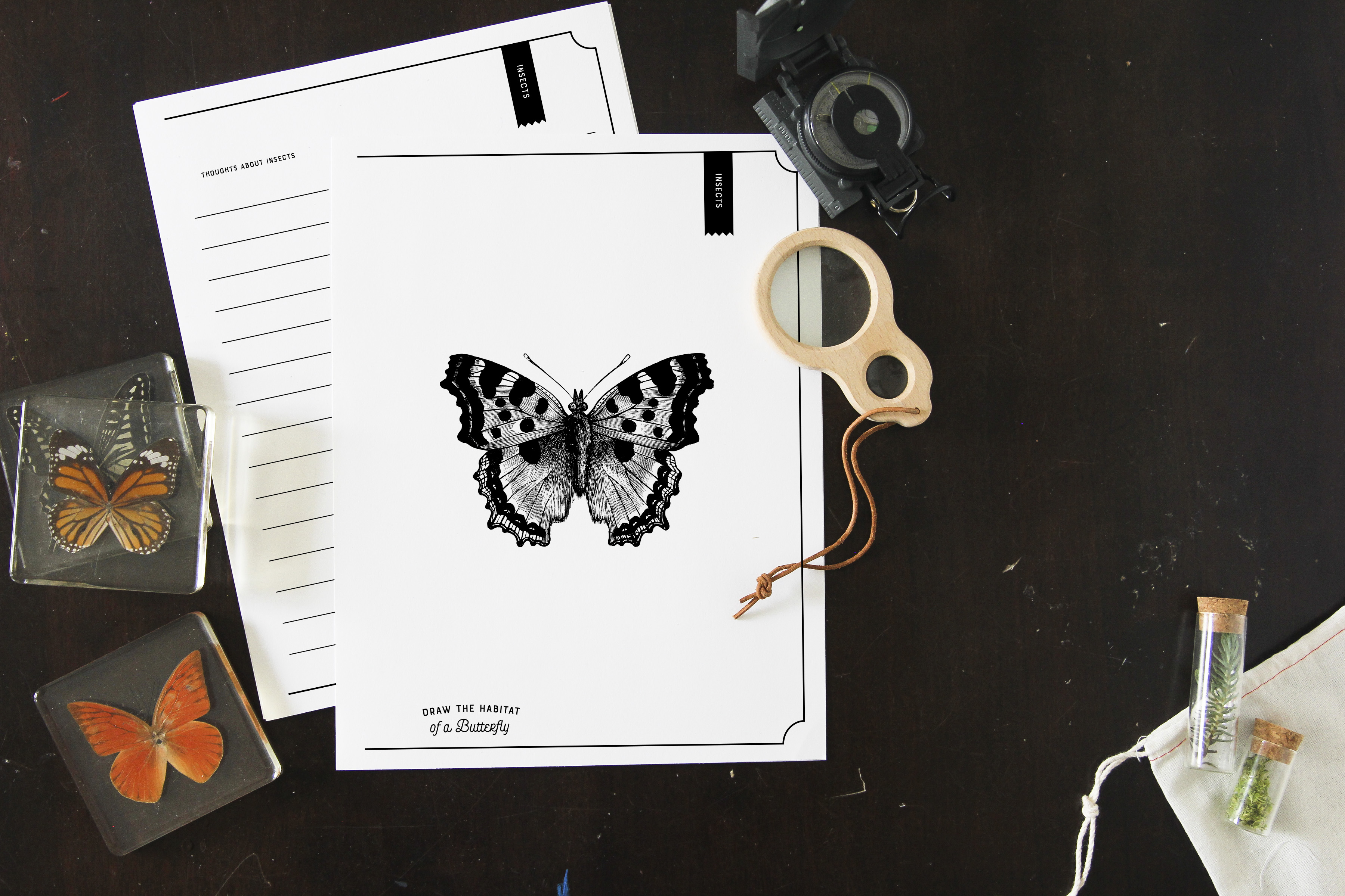 Life of an Insect Notebooking Pages - Only Passionate Curiosity