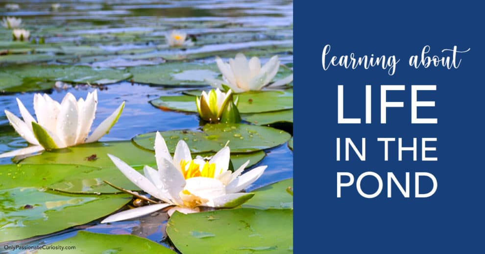 Learning About Life in the Pond - Only Passionate Curiosity
