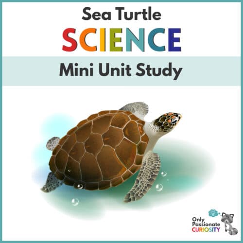 Sea Turtle Mini Unit - Only Passionate Curiosity