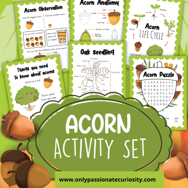 Acorn Activity Set - Only Passionate Curiosity