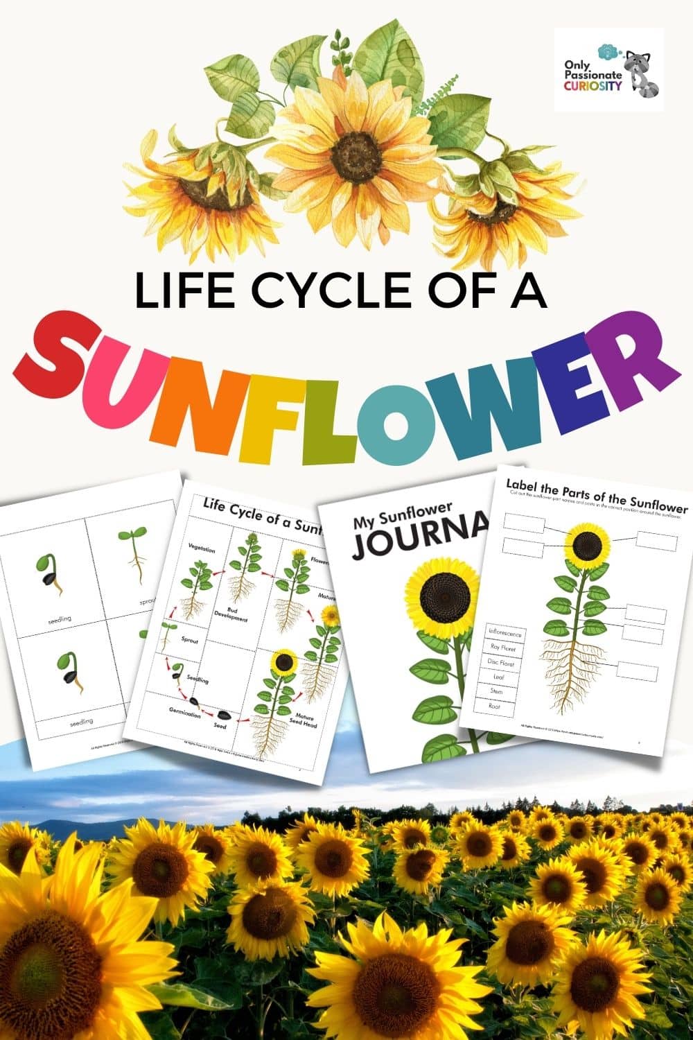 All About Sunflowers Unit Study - Only Passionate Curiosity