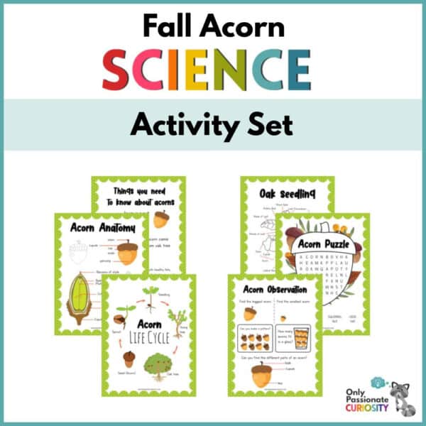 Acorn Activity Set - Only Passionate Curiosity