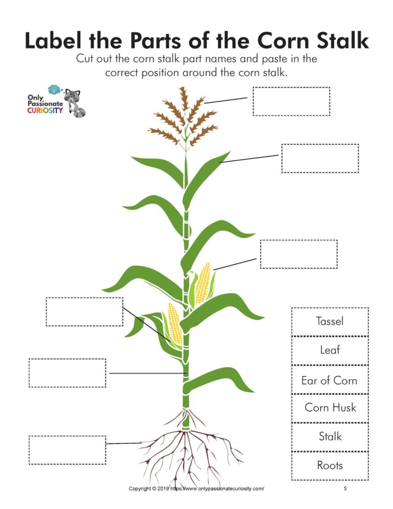 All About Corn: Life Cycle Unit Study - Only Passionate Curiosity