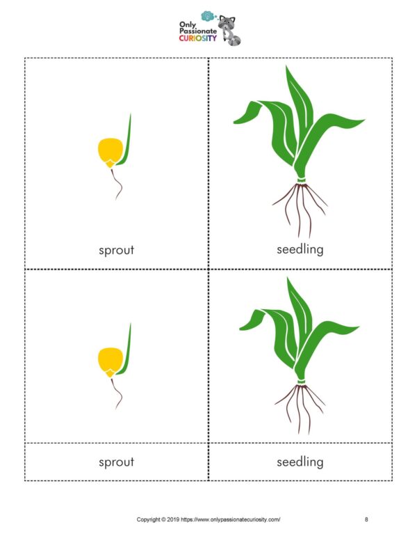 All About Corn: Life Cycle Unit Study - Only Passionate Curiosity