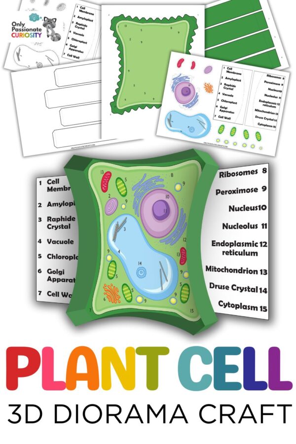 3D Plant Cell Diorama Craft