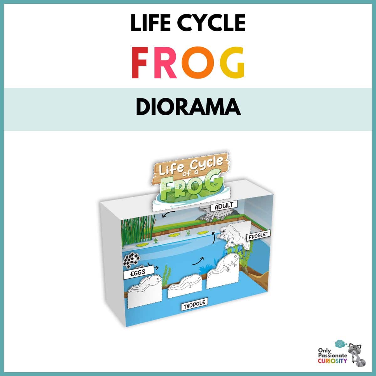 Frog Life Cycle Diorama