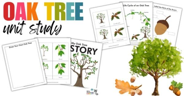 All About Oak Trees - A Life Cycle Unit Study