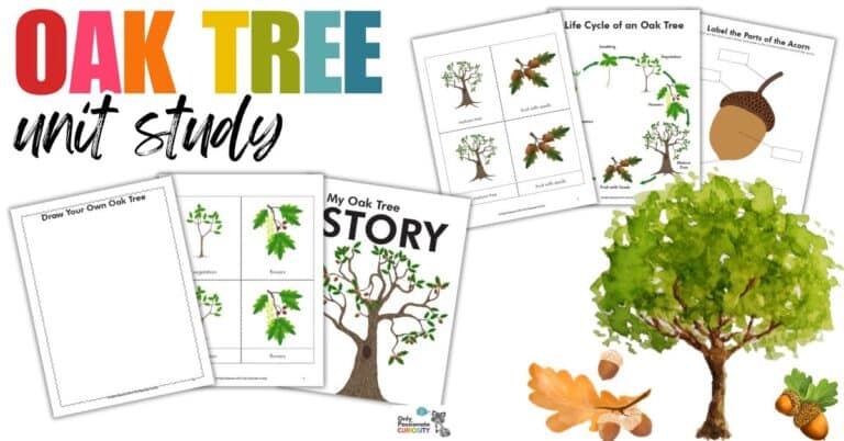 All About Oak Trees - A Life Cycle Unit Study