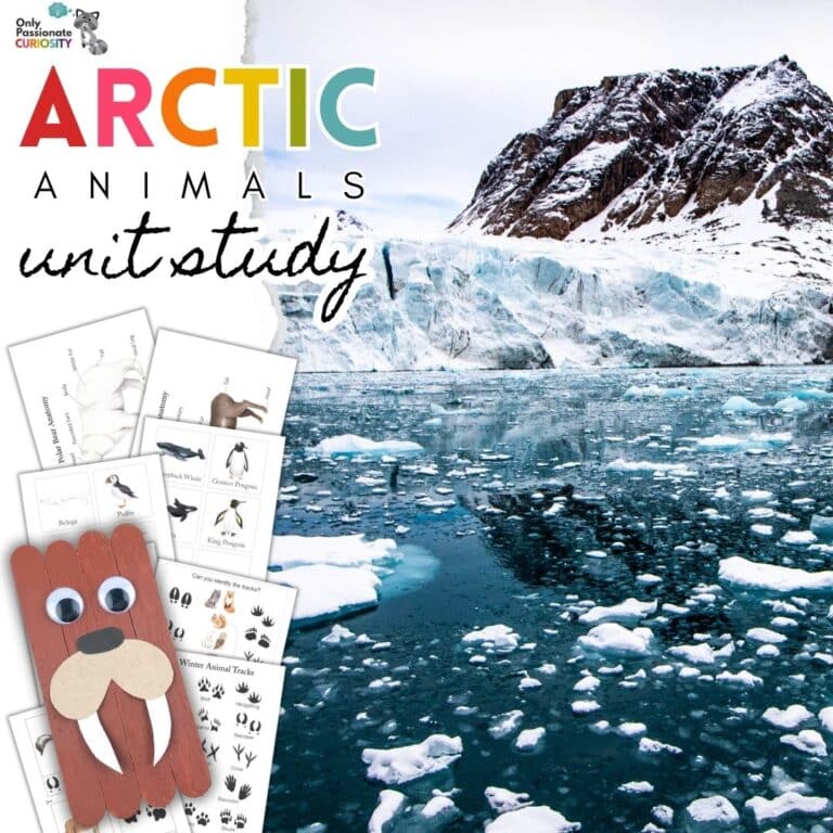 Arctic Animals Homeschool Mini Unit Study - Only Passionate Curiosity
