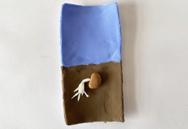 Clay Bean Plant Life Cycle