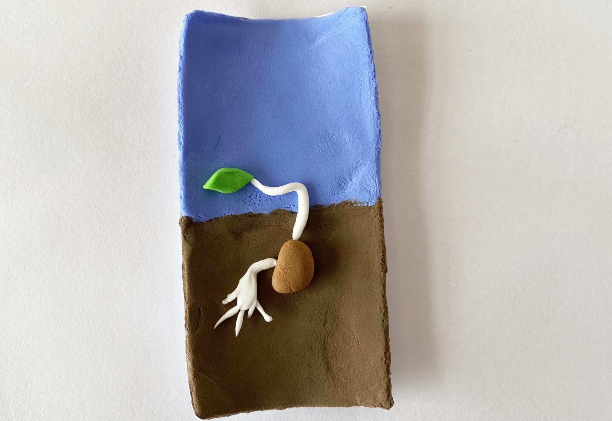 Clay Bean Plant Life Cycle