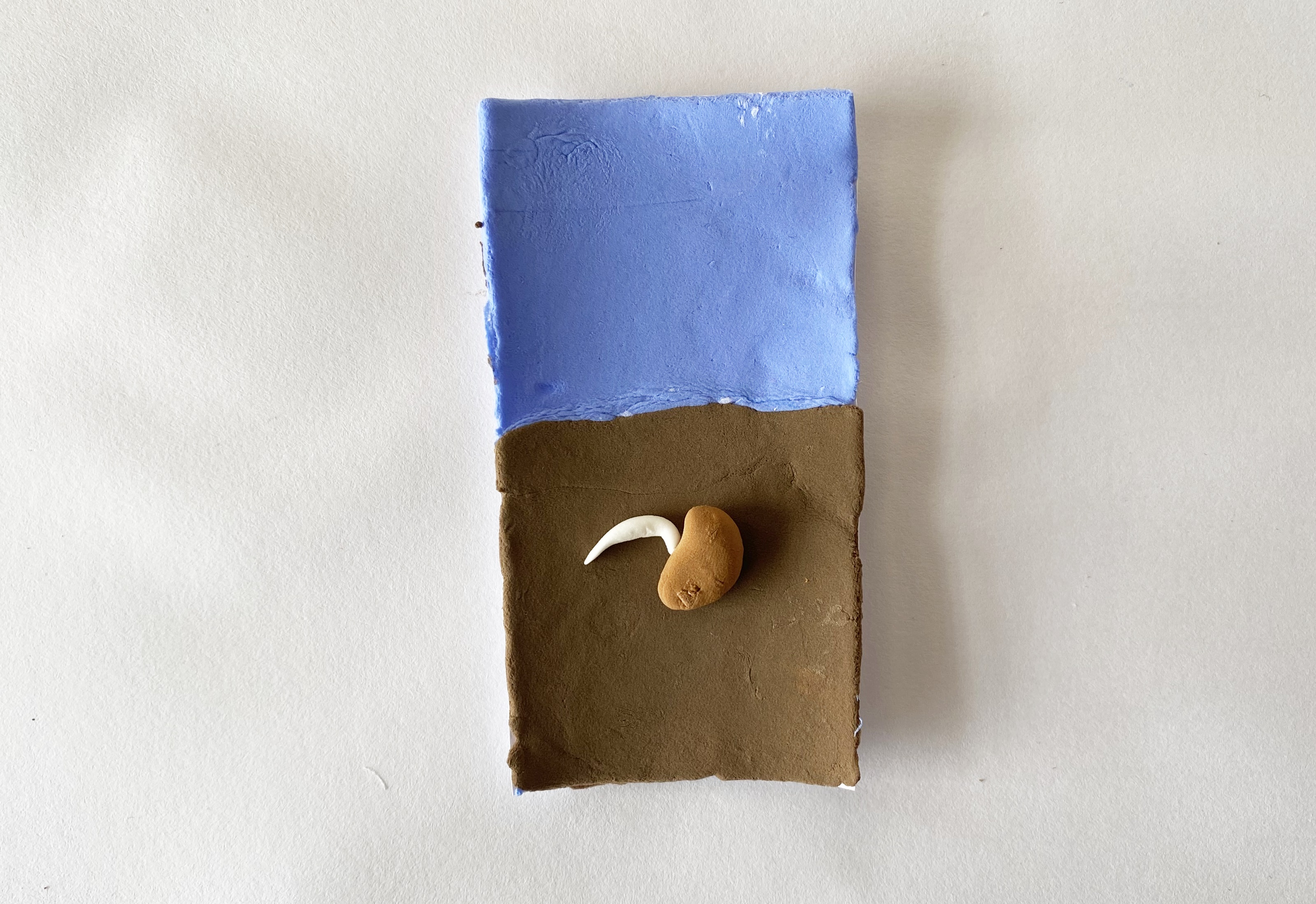 Clay Bean Plant Life Cycle