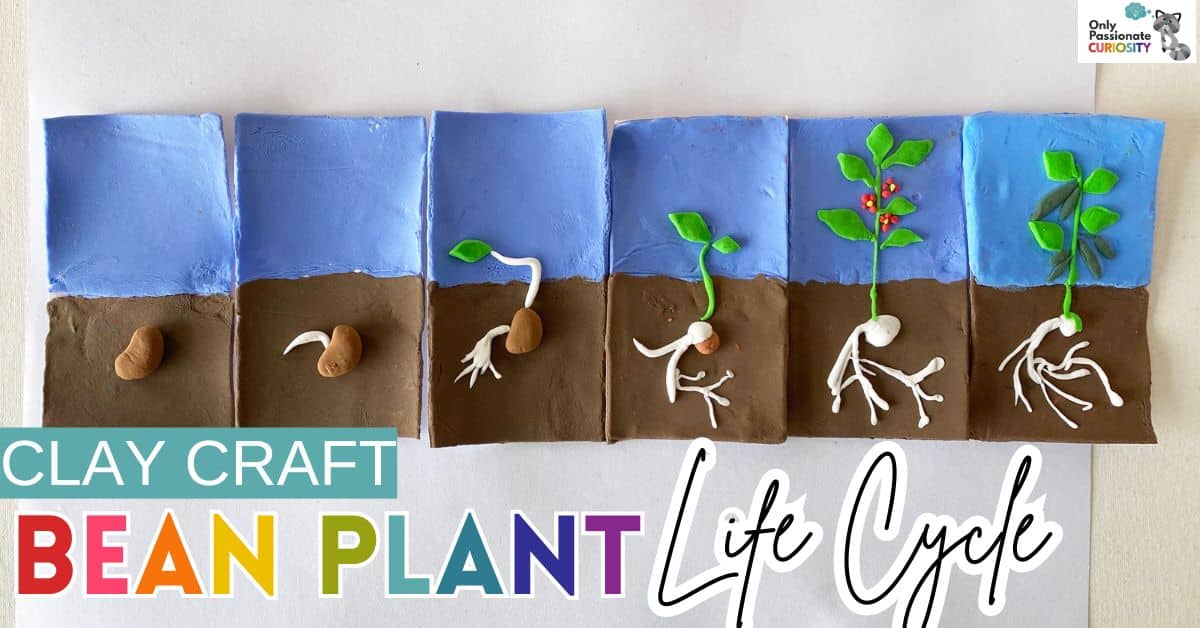 Life Cycle Of A Bean Plant Grade 2 Lesson Plan - Infoupdate.org