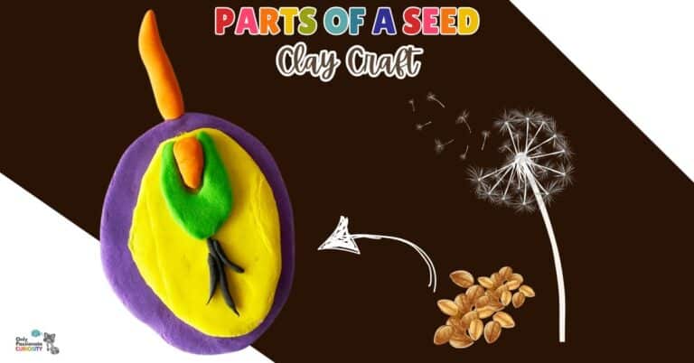 Parts of a Seed Clay Craft