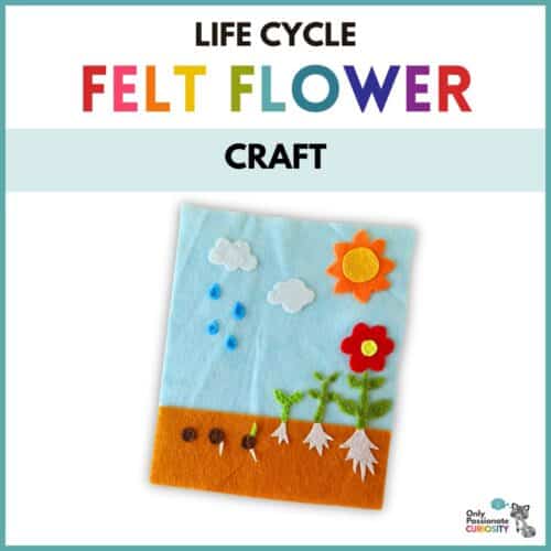 Felt Butterfly Life Cycle Craft 3895