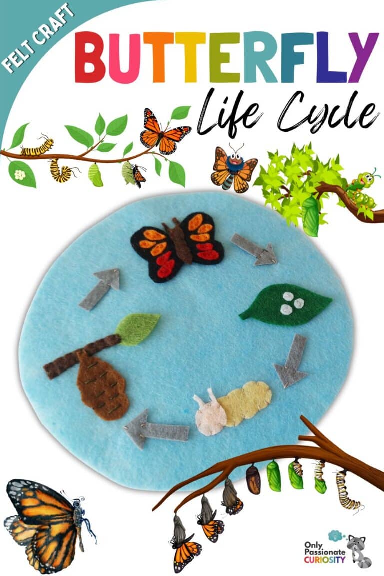 Felt Butterfly Life Cycle Craft