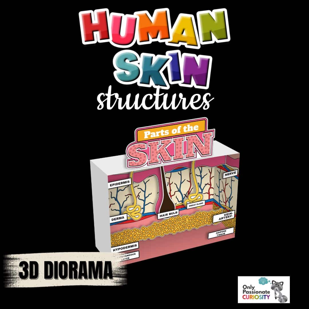 Human Skin Structures 3D Diorama